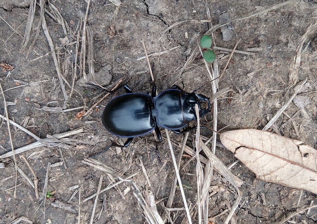 Warrior Beetles from Williamson County, TX, USA on March 9, 2021 at 02: ...