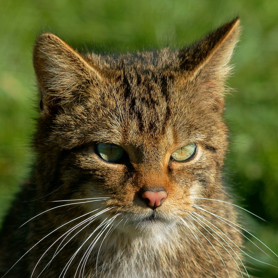 Palearctic and African Small Cats (Felis) - Know Your Mammals