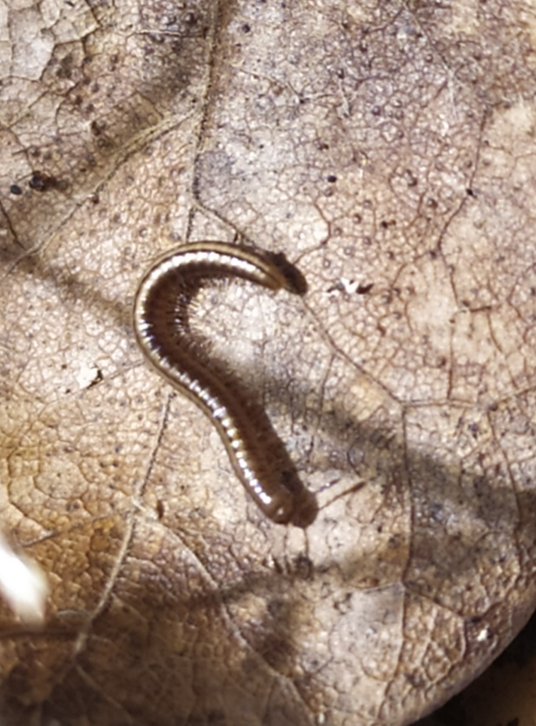 Brachyiulus pusillus from Sternwartepark on March 17, 2021 at 10:33 PM ...