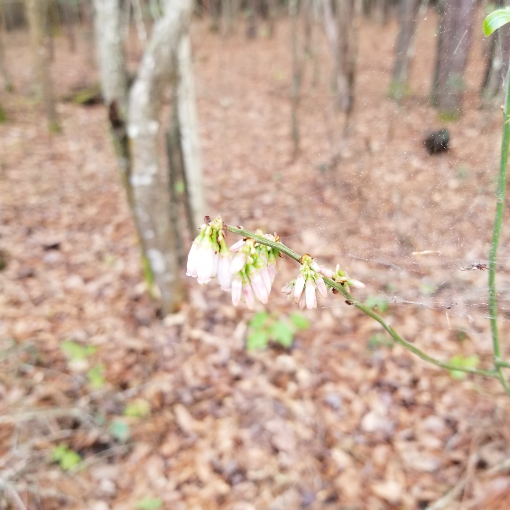mayberry from Montgomery County, US-TX, US on March 16, 2021 at 06:17 ...