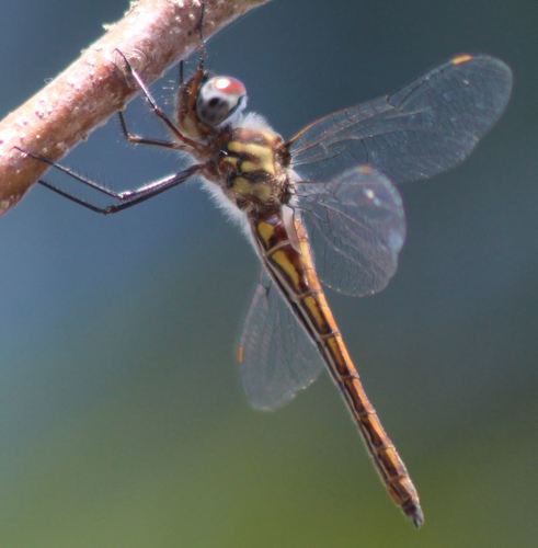 Epitheca sepia · iNaturalist Mexico