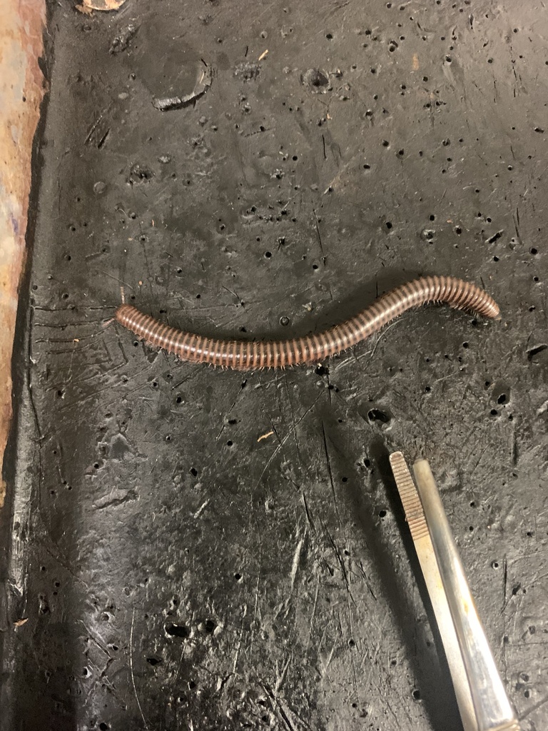 Parajulid millipedes from Anderson University, Anderson, SC, US on ...