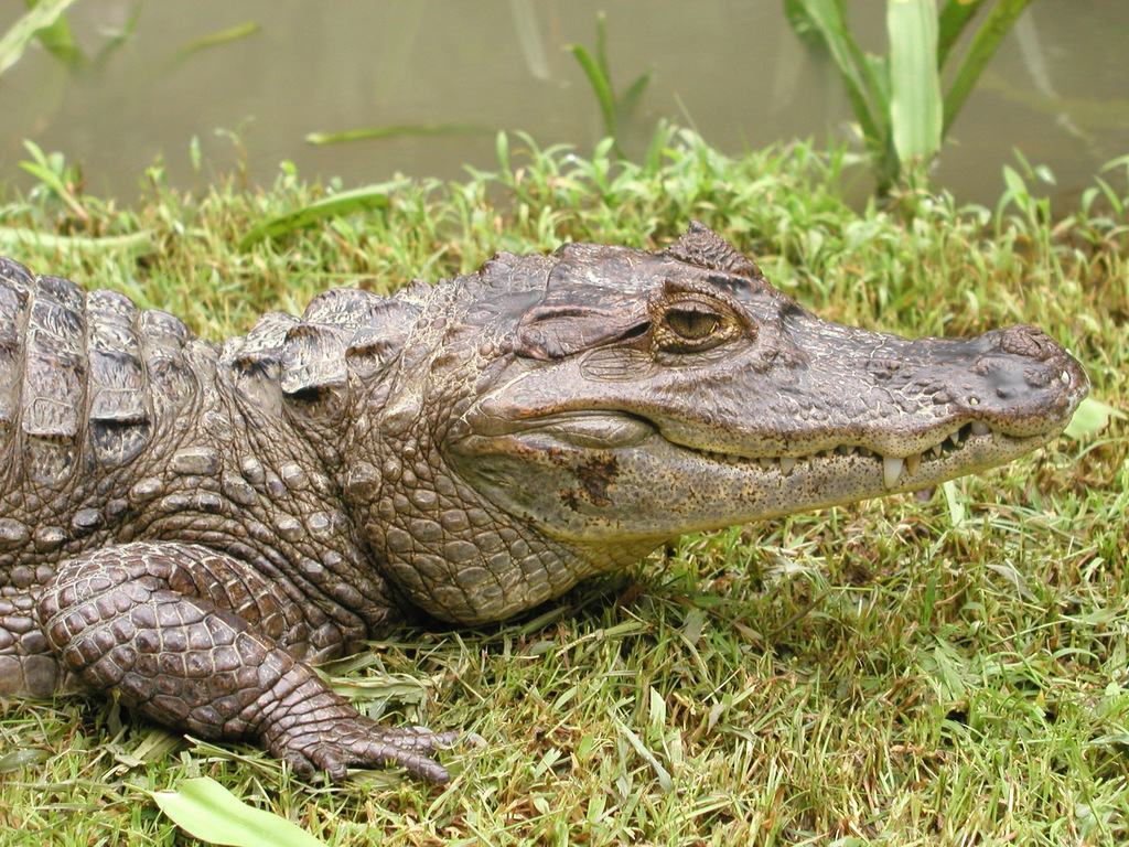Brown Caiman from Piedras Blancas, Golfito, Puntarenas, Costa Rica on ...