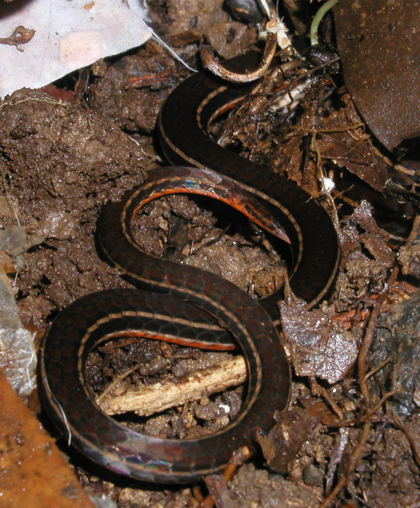 Adorned Graceful Brown Snake from Carara, Garabito, Puntarenas, Costa ...