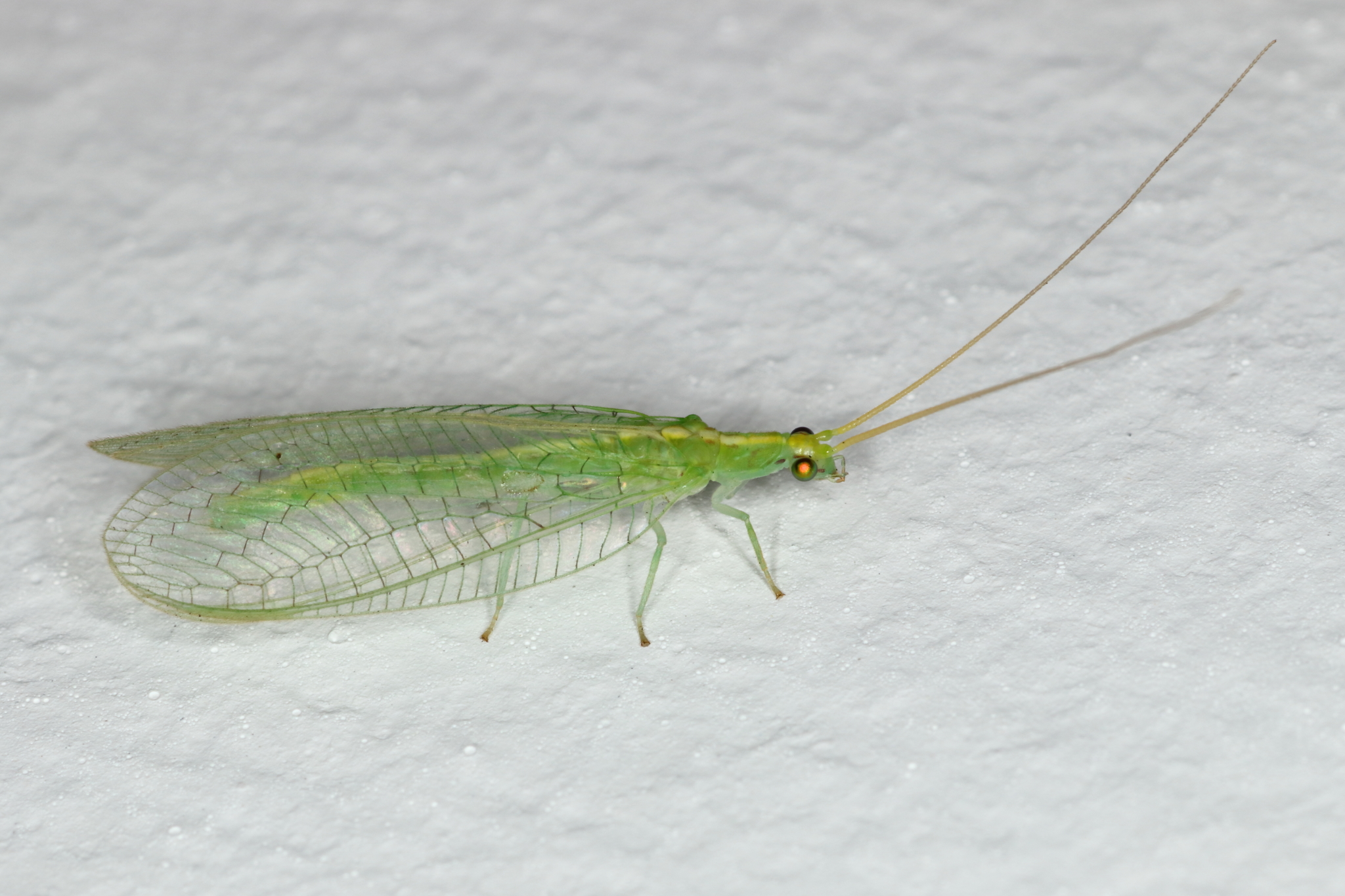 Chrysoperla externa (Hagen, 1861)