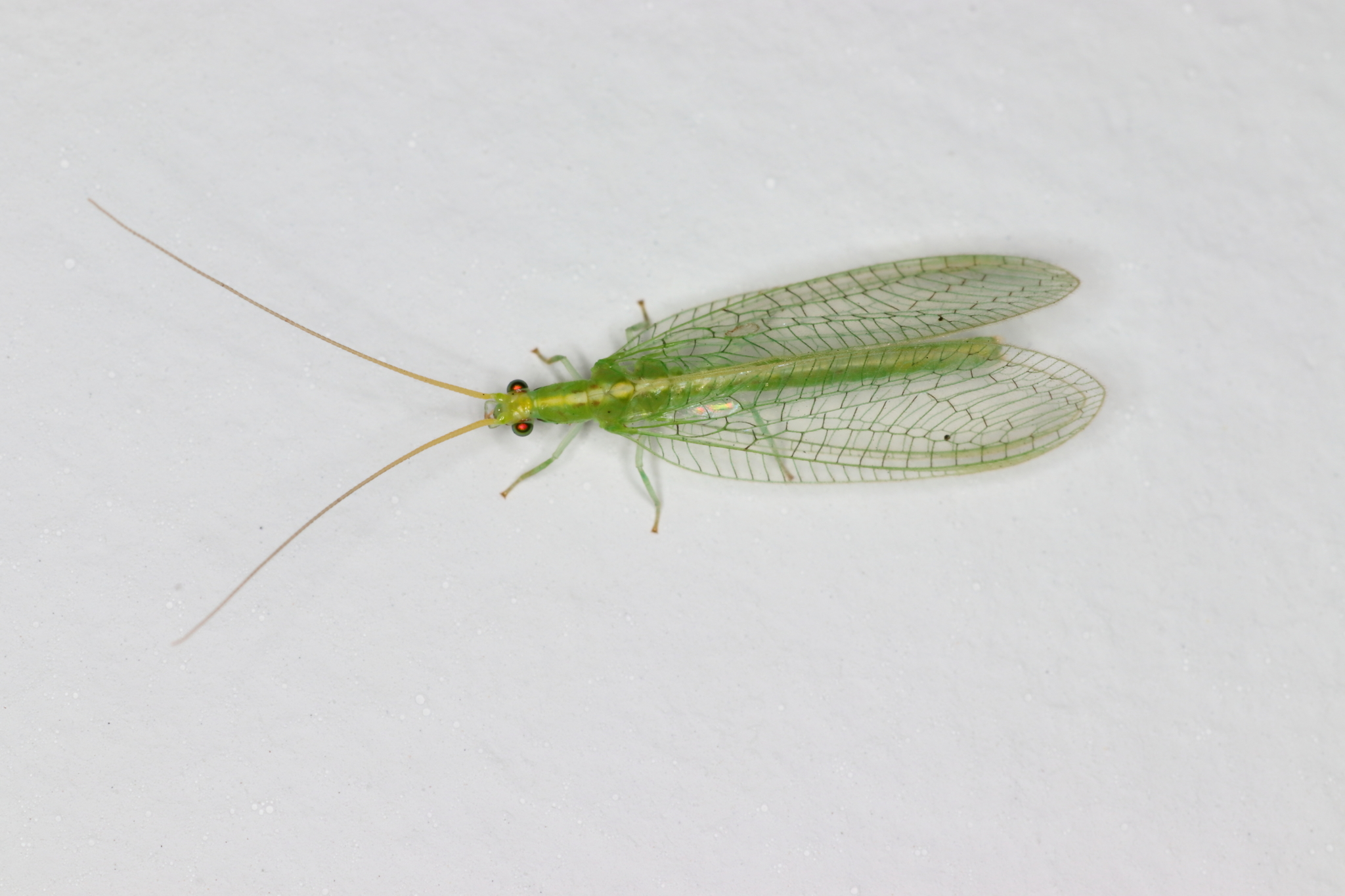 Chrysoperla externa (Hagen, 1861)