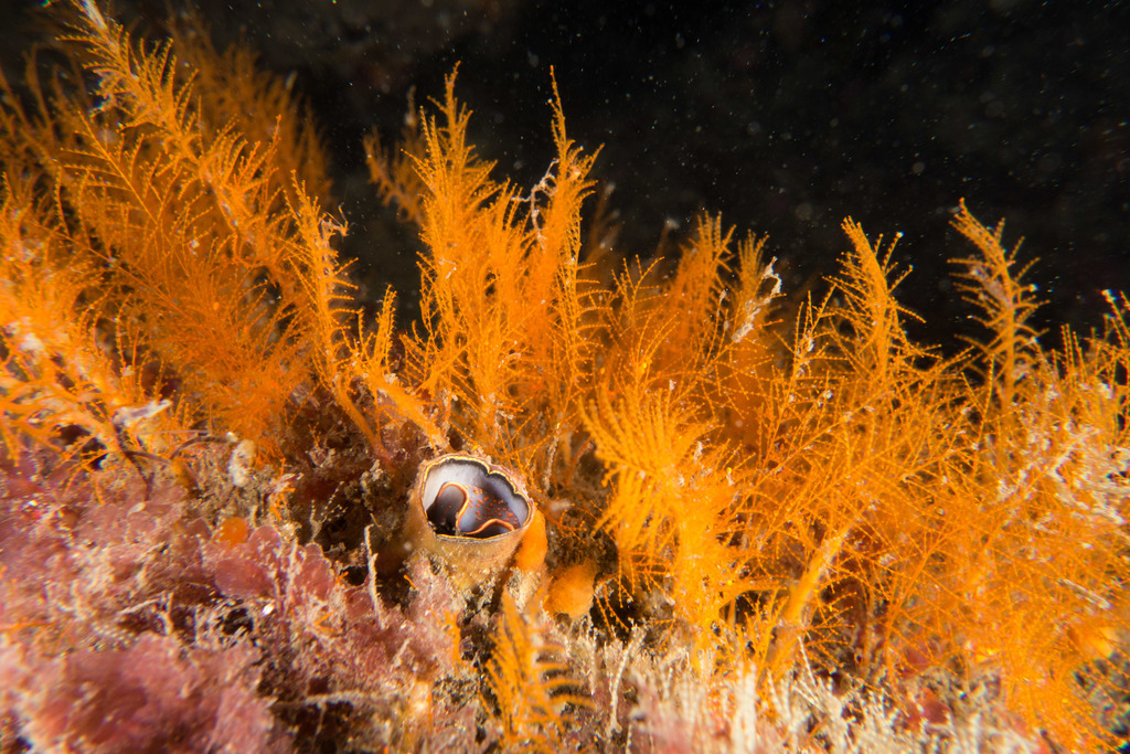 Halopteris campanula (Marine invertebrates of Randwick costal area ...