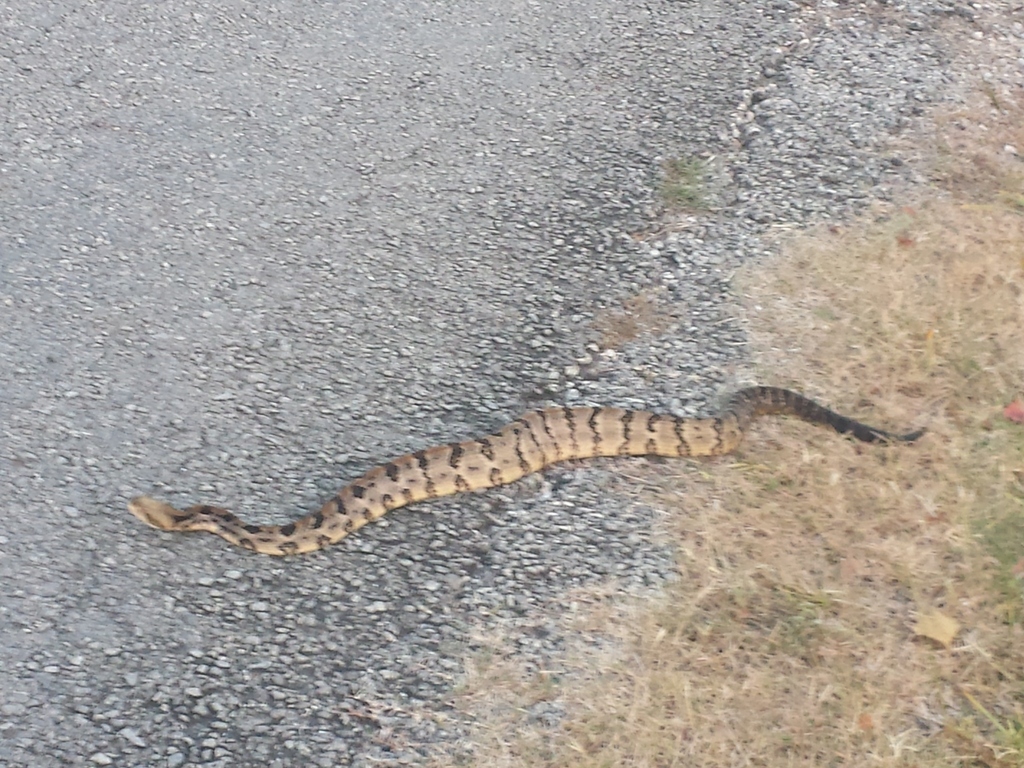 Timber Rattlesnake from Brazoria County, US-TX, US on October 6, 2014 ...