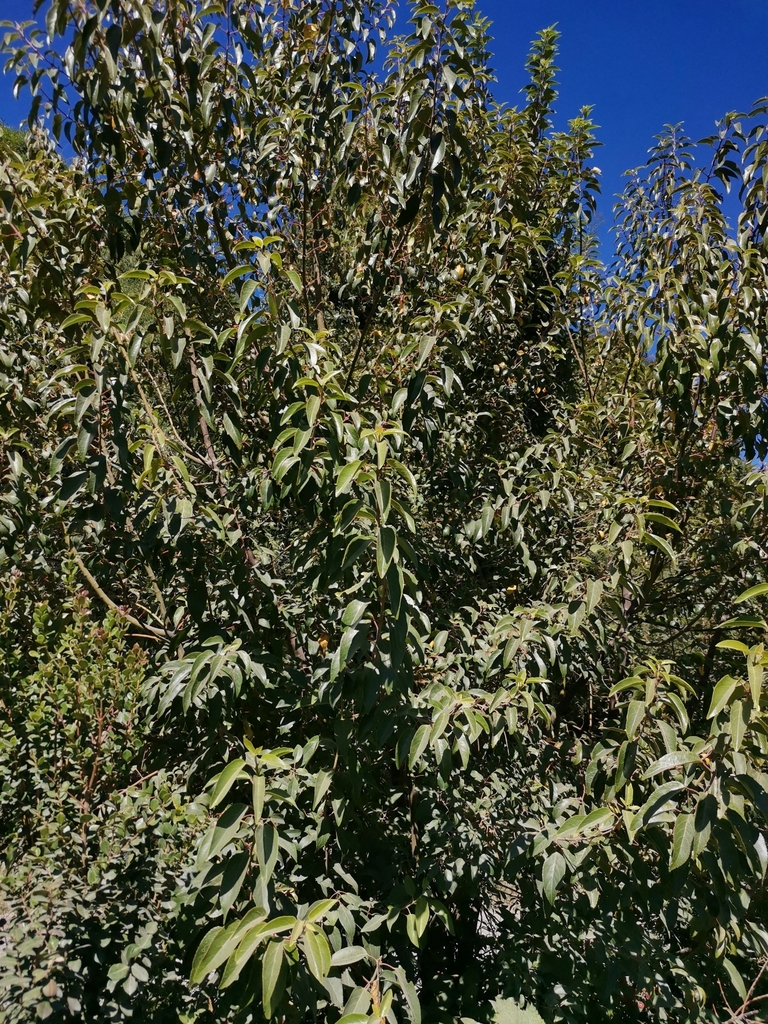 Maqui desde Chile el 18 de marzo de 2021 a las 15:07 de Benjamin Silva ...