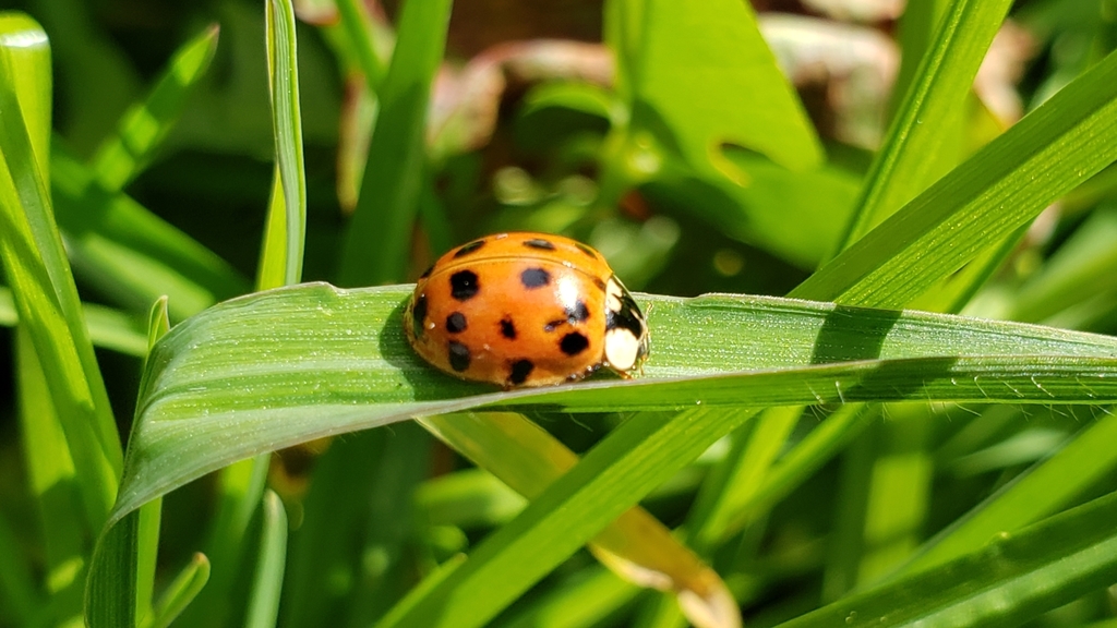 Asian Lady Beetle in March 2021 by Gavin Slater · iNaturalist