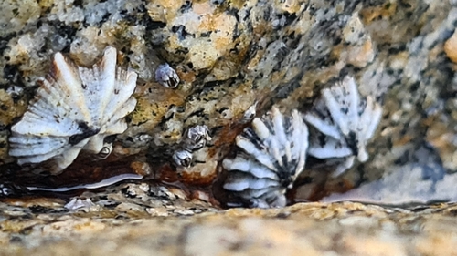 Lottia turveri · iNaturalist Mexico