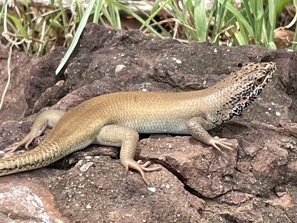 Western Rock Skink from Etosha National Park, Omusati, NA on February ...