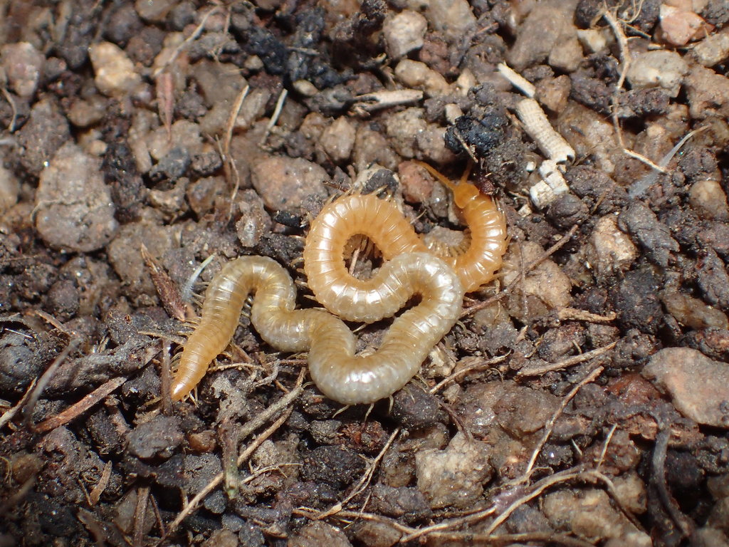 Geophilus regnans from Mojave River Forks Regional Park, San Bernardino ...