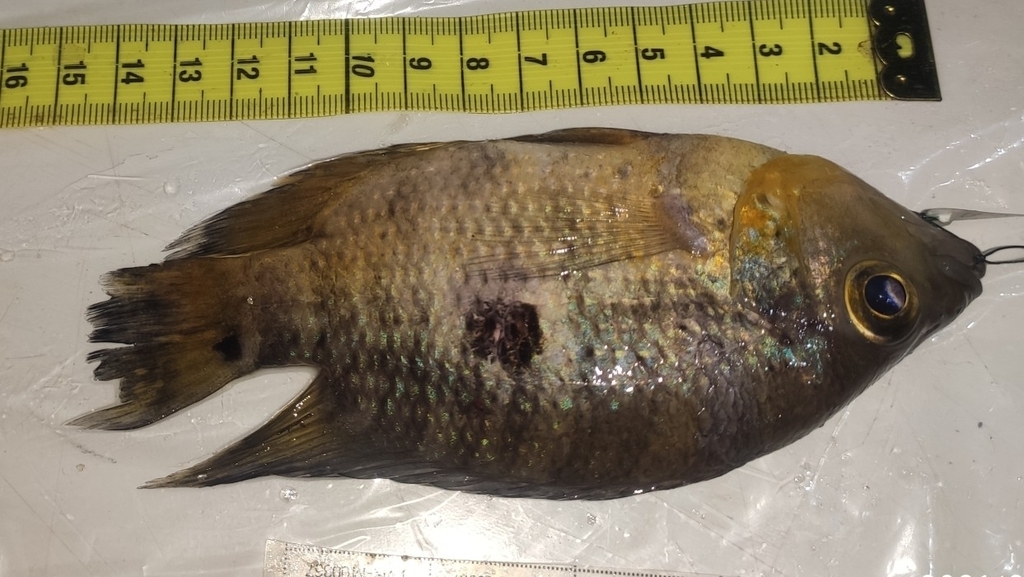 Rosy Basketmouth (Caquetaia spectabilis) - Marine Life Identification
