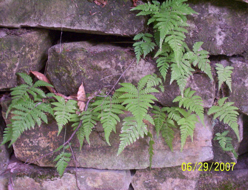 long beech fern in June 2007 by Chuck Thomas. plants growing on a ...