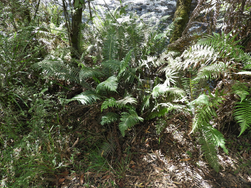 Fishbone water-fern from Taggerty VIC 3714, Australia on March 14, 2021 ...