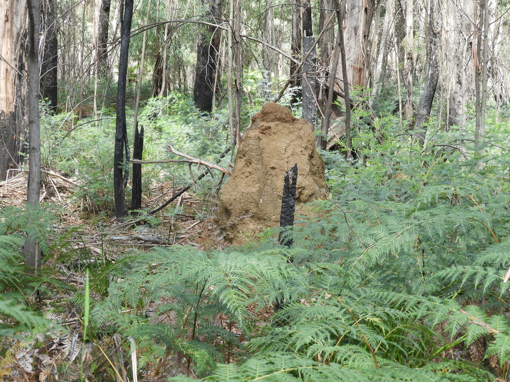Milk Termite from Rubicon VIC 3712, Australia on March 14, 2021 at 01: ...
