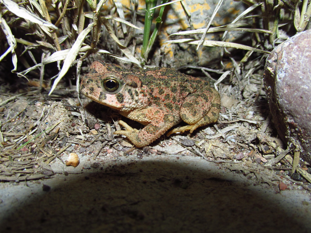 Pine Toad from Col El Refugio, Peñón Blanco, Dgo., México on September ...