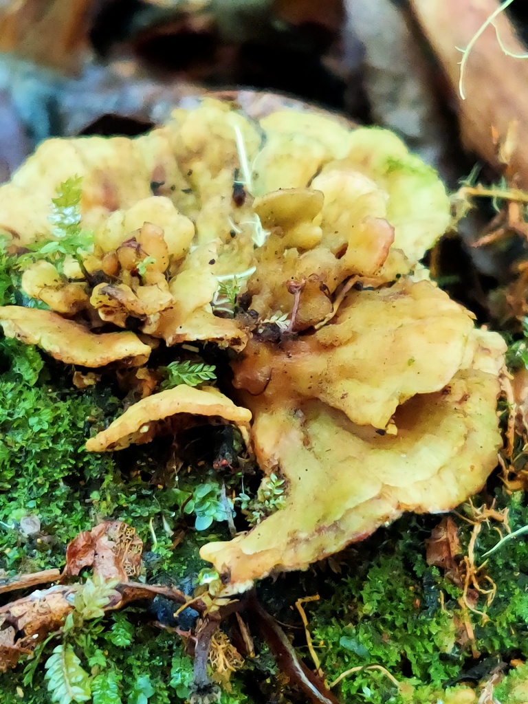 shelf fungi from Taupo District, New Zealand on March 12, 2021 at 11:38 ...