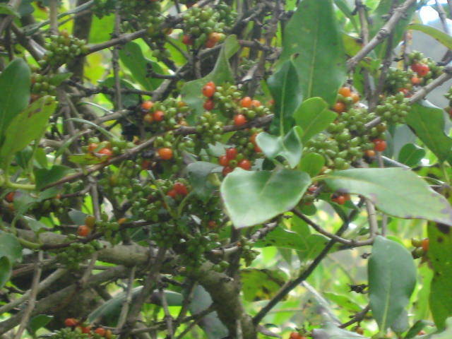 Coprosma macrocarpa from Karangahake, New Zealand on March 7, 2021 at ...