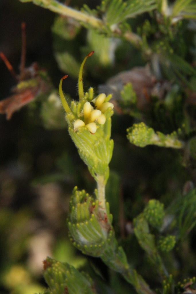 Gland Flower (Adenanthos terminalis) - Botanical Realm