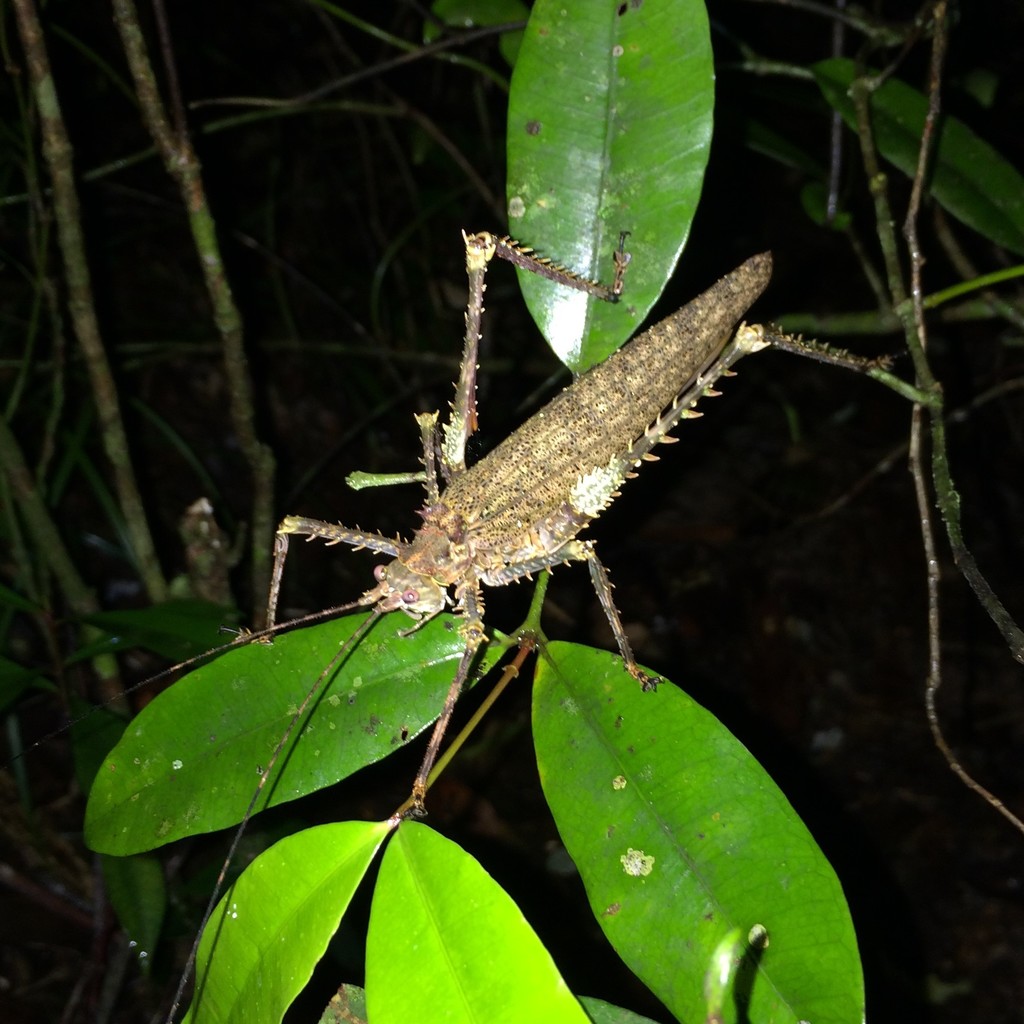 Spiny Rainforest Katydid from Kuranda QLD 4881, Australia on April 1 ...