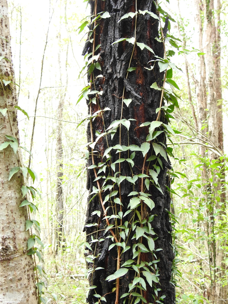 Catclaw vine from Talegalla Weir QLD 4650, Australia on March 18, 2021 ...