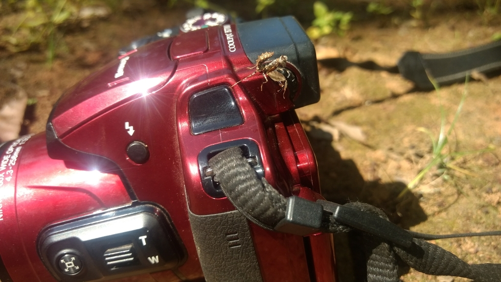 Hestiasula brunneriana from Unnamed Road, Jagdalpur, Chhattisgarh ...