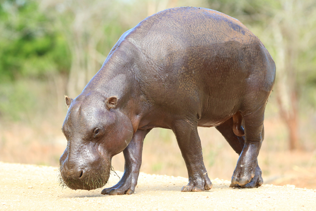 Pygmy Hippopotamus (Choeropsis liberiensis) - Know Your Mammals