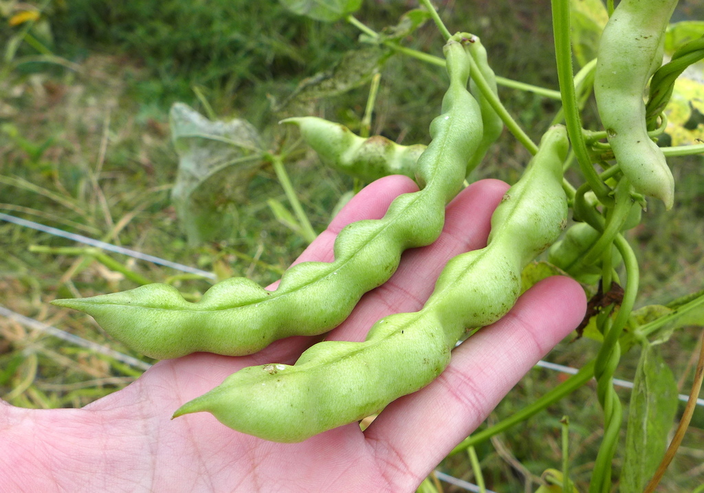 Omníča (Bean), or Common Bean (Flora and Fauna of the Ochethi Sakowin ...