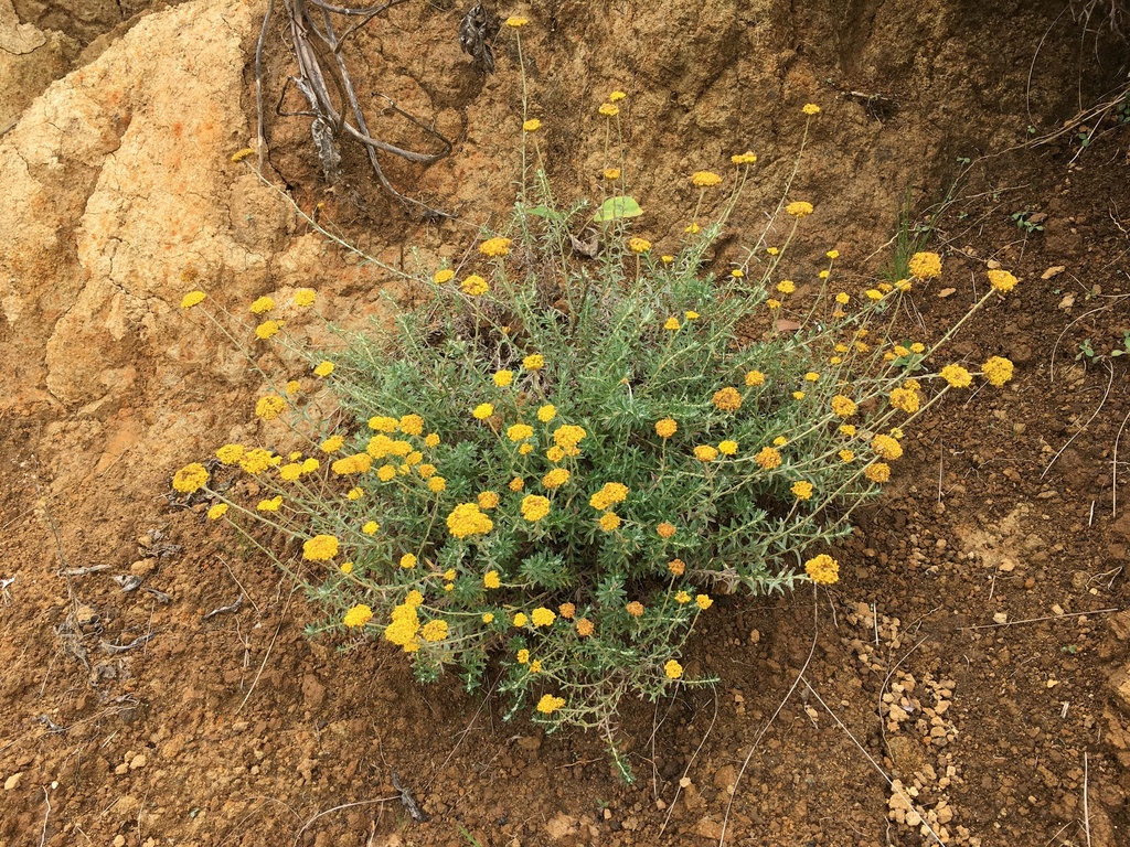 Everlasting-flowers from Lake Merthley wetland, Greytown, 3250, South ...