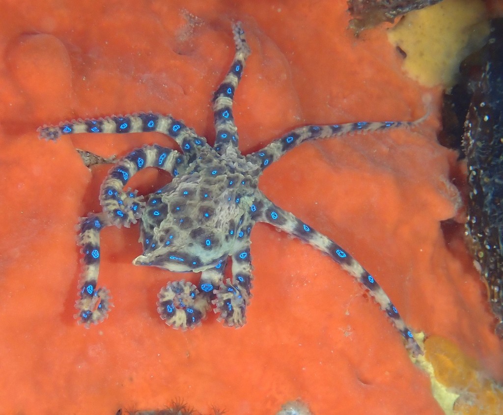 Lesser Blue-ringed Octopus from Victoria, Australia on March 6, 2021 at ...