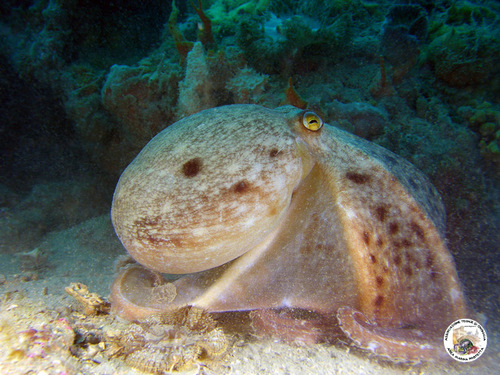 Musky Octopus (Eledone moschata) · iNaturalist