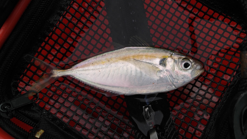 Yellowstripe Scad (Selaroides leptolepis) - Marine Life Identification