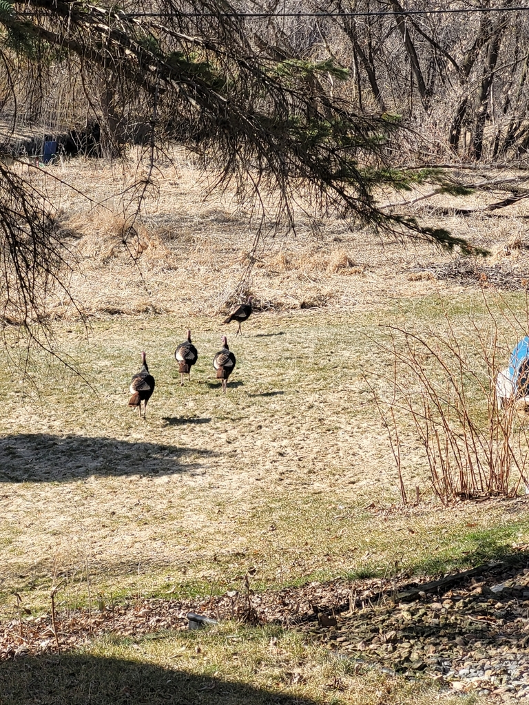 Wild Turkey from Crystal, MN 55422, USA on March 18, 2021 at 03:47 PM ...