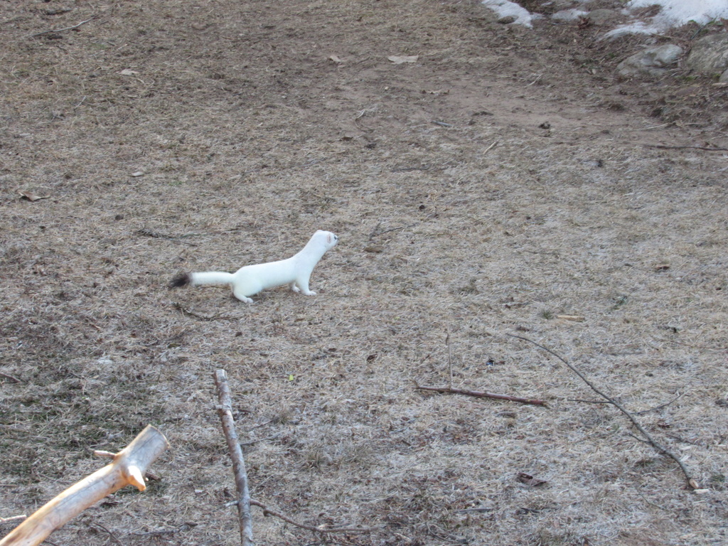 Short-tailed Weasel from S Fairview Rd, Pickford, MI, US on March 19 ...