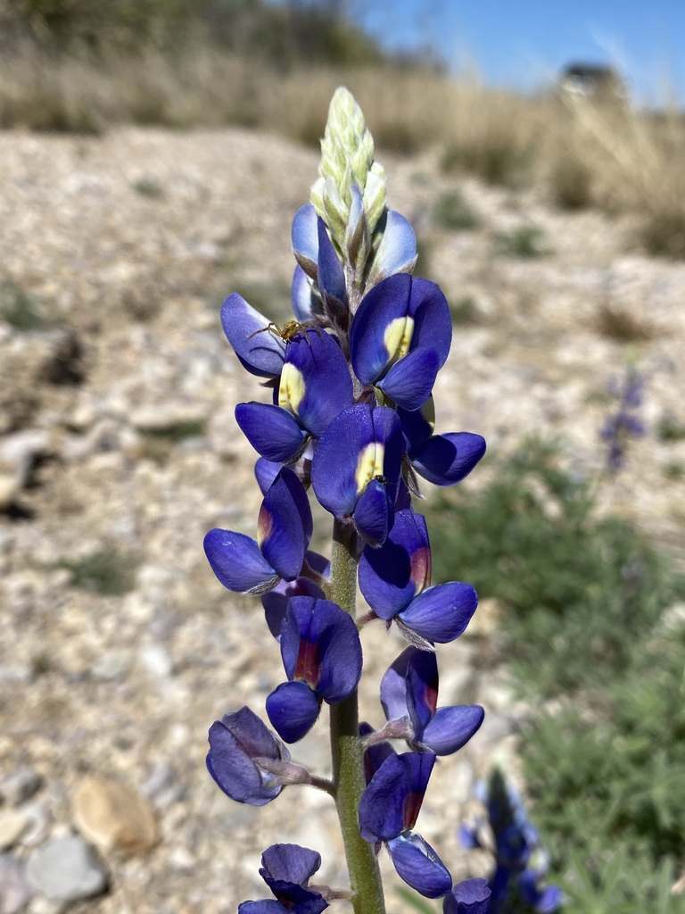 Big Bend Bluebonnet from Brewster County, TX, USA on March 15, 2021 at ...