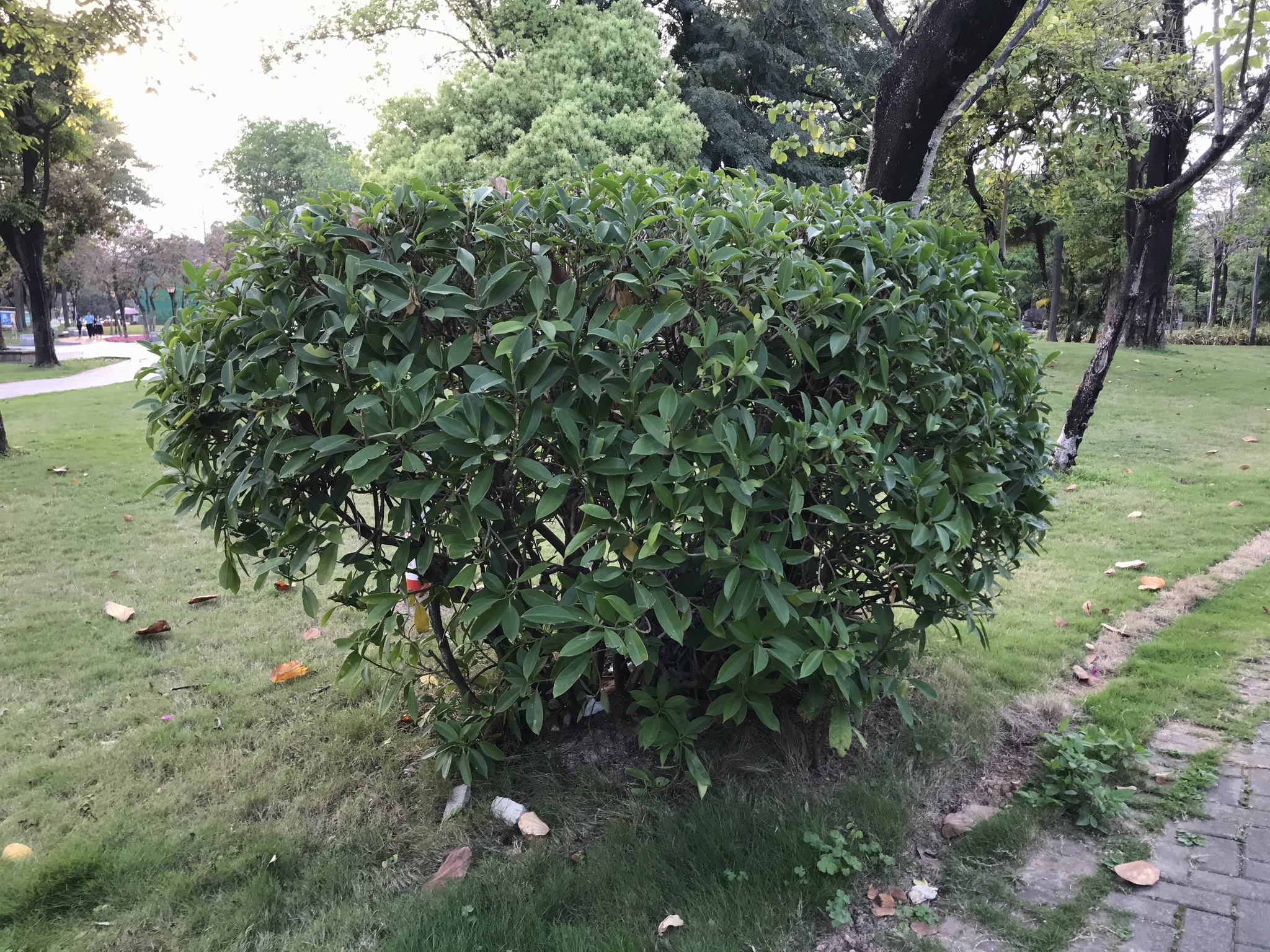 Fagraea ceilanica Thunb.