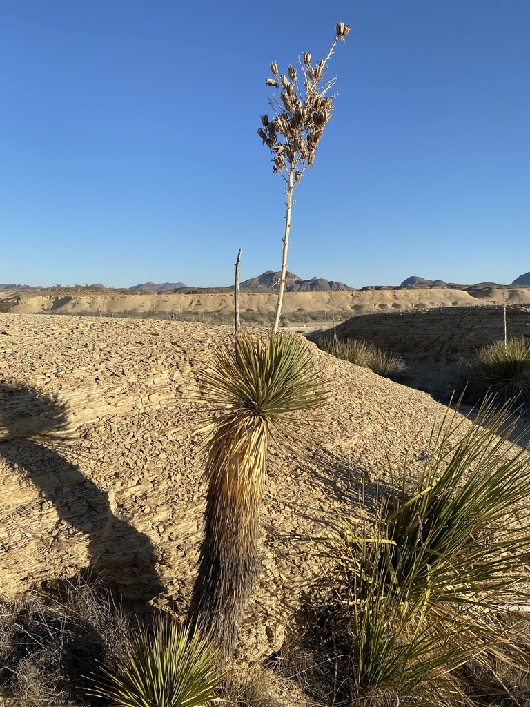 Thompson's Yucca in March 2021 by Matt Berger · iNaturalist