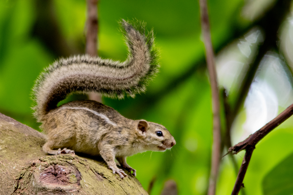 Congo Rope Squirrel (Funisciurus congicus) - Know Your Mammals