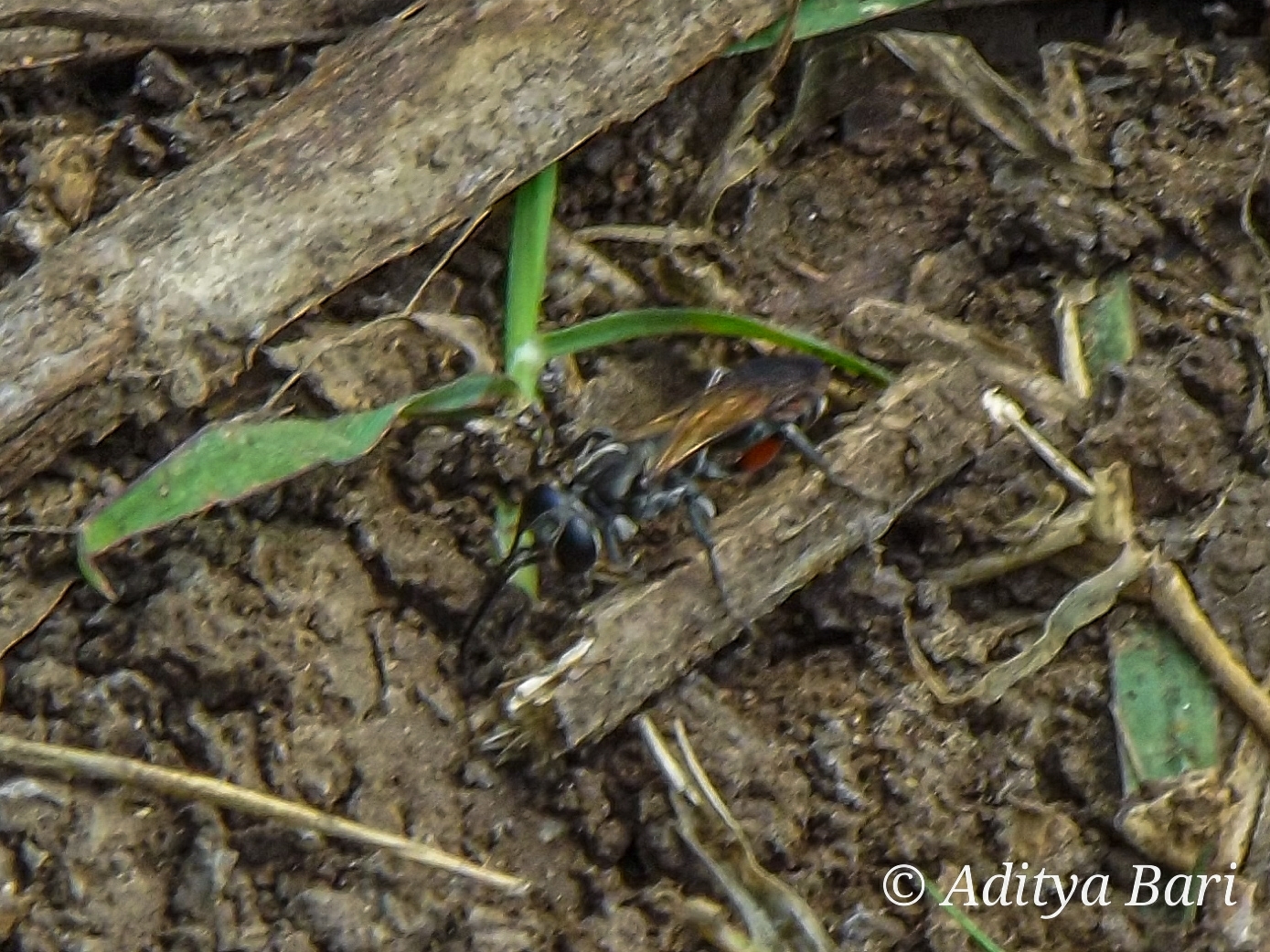 Liris subtessellatus (F.Smith, 1856)