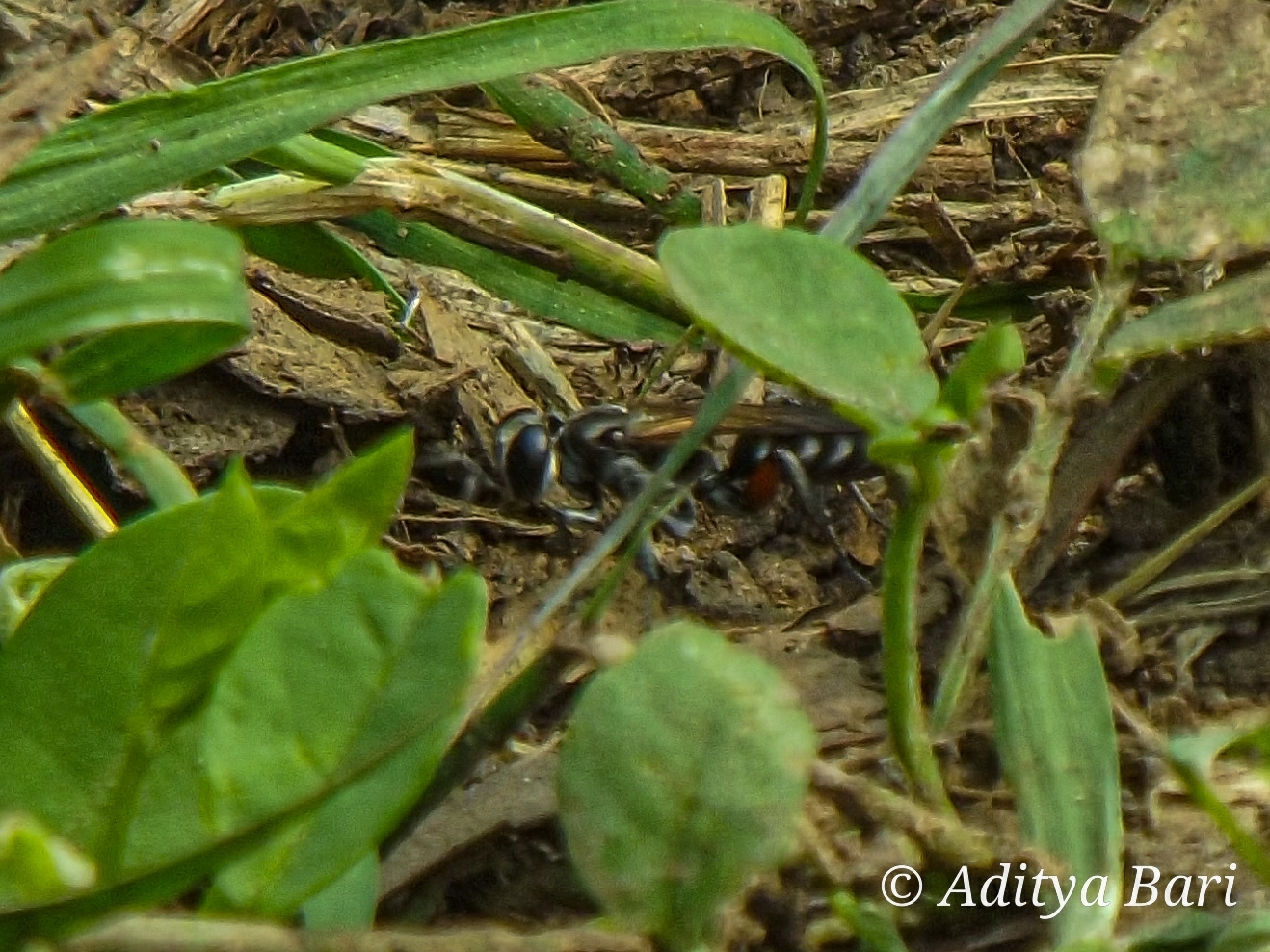 Liris subtessellatus (F.Smith, 1856)