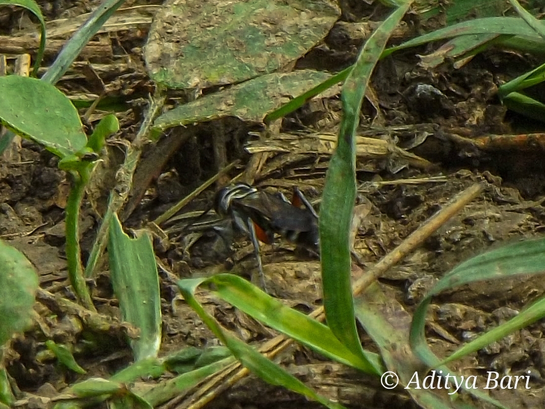 Liris subtessellatus (F.Smith, 1856)