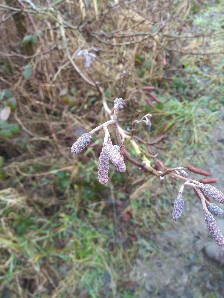 common alder from Leigh, UK on February 4, 2021 at 11:16 AM by croths ...