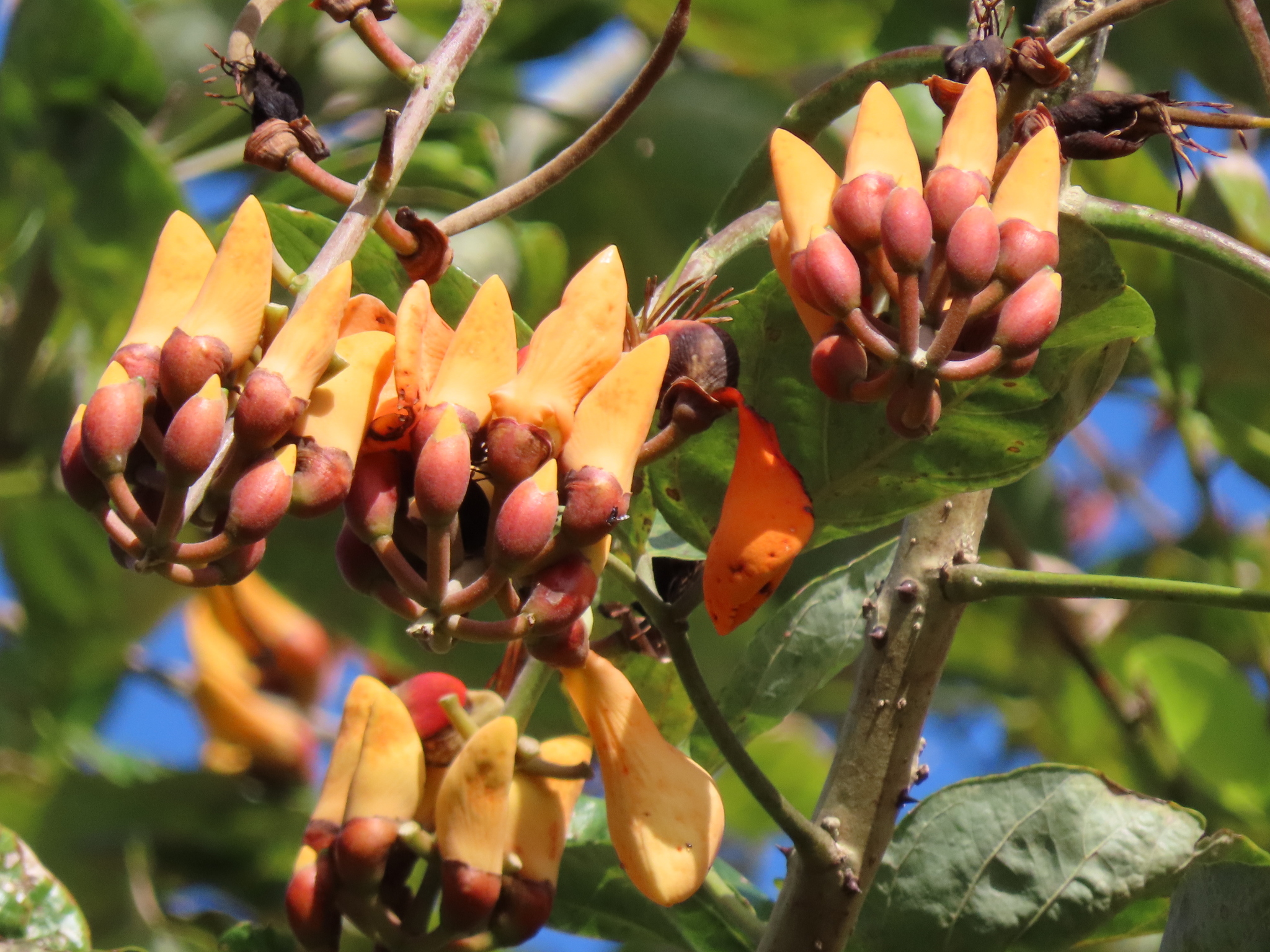 Erythrina fusca Lour.