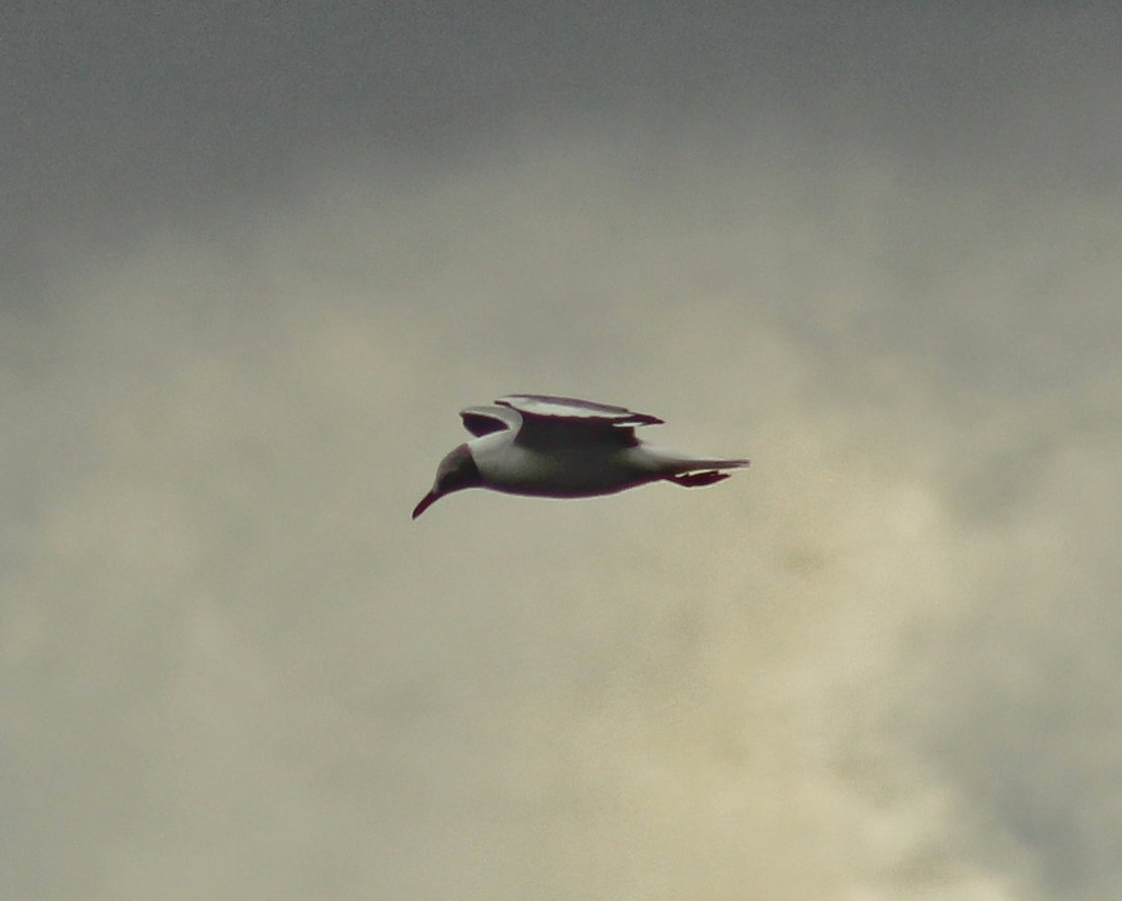 Grey-hooded Gull from Rio Grande do Sul, Brasil on November 16, 2020 at ...