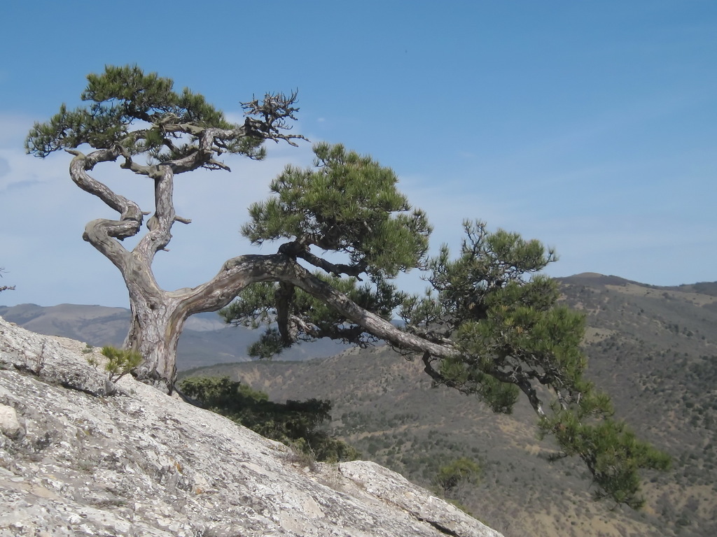 Crimean Pine (Pinus nigra pallasiana) - Botanical Realm