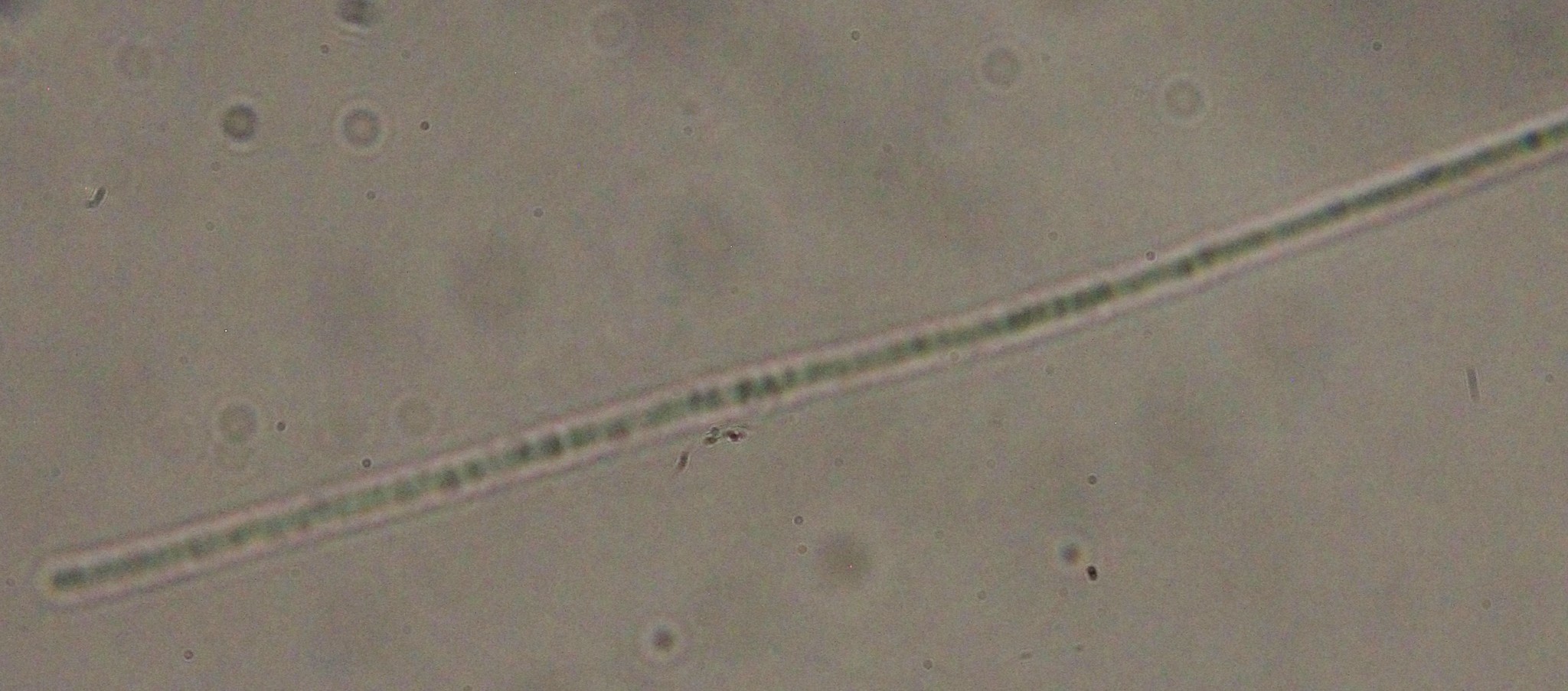 Limnothrix redekei (Goor) M.-E.Meffert