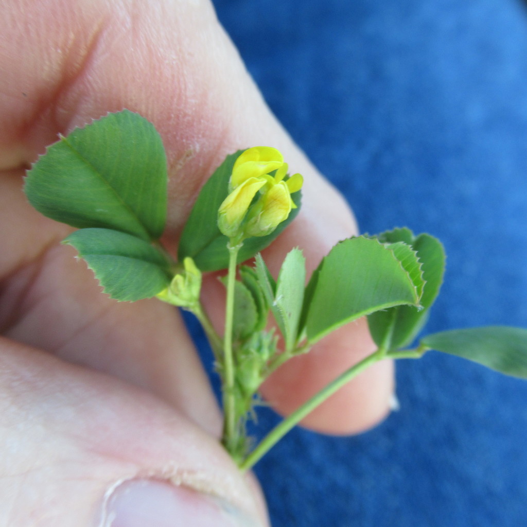 bur clover from CR 326, Lexington, Lee County, TX, USA on March 18 ...