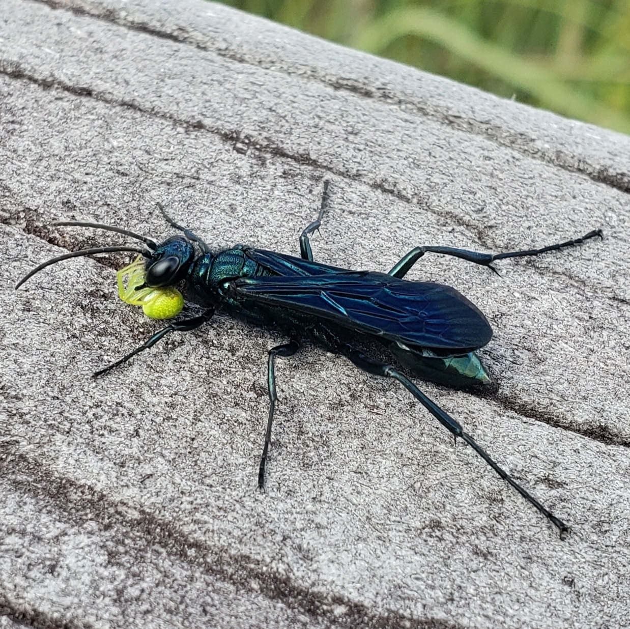 What is this insect and what is it doing?? : r/Entomology